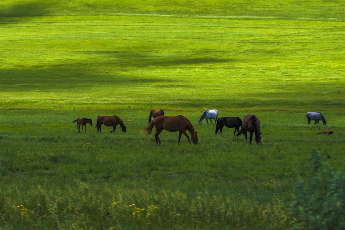 Best Travel Guide About Napahai Yila Prairie In 2025 – Yes! CN Tour